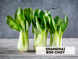 Bok Choy with Garlic Sauce • Oh Snap! Let's Eat!